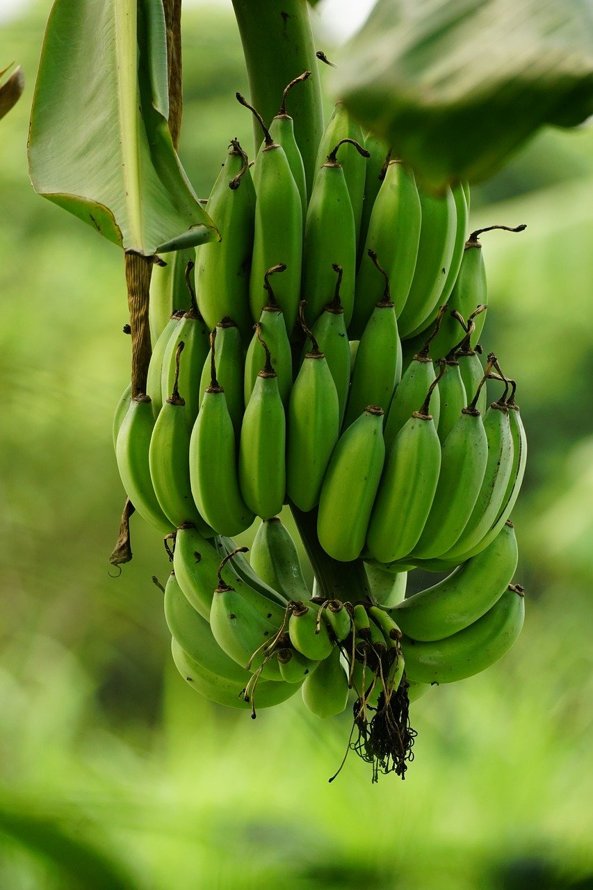 Cosecha Tropical – Green Plantains from Ecuador